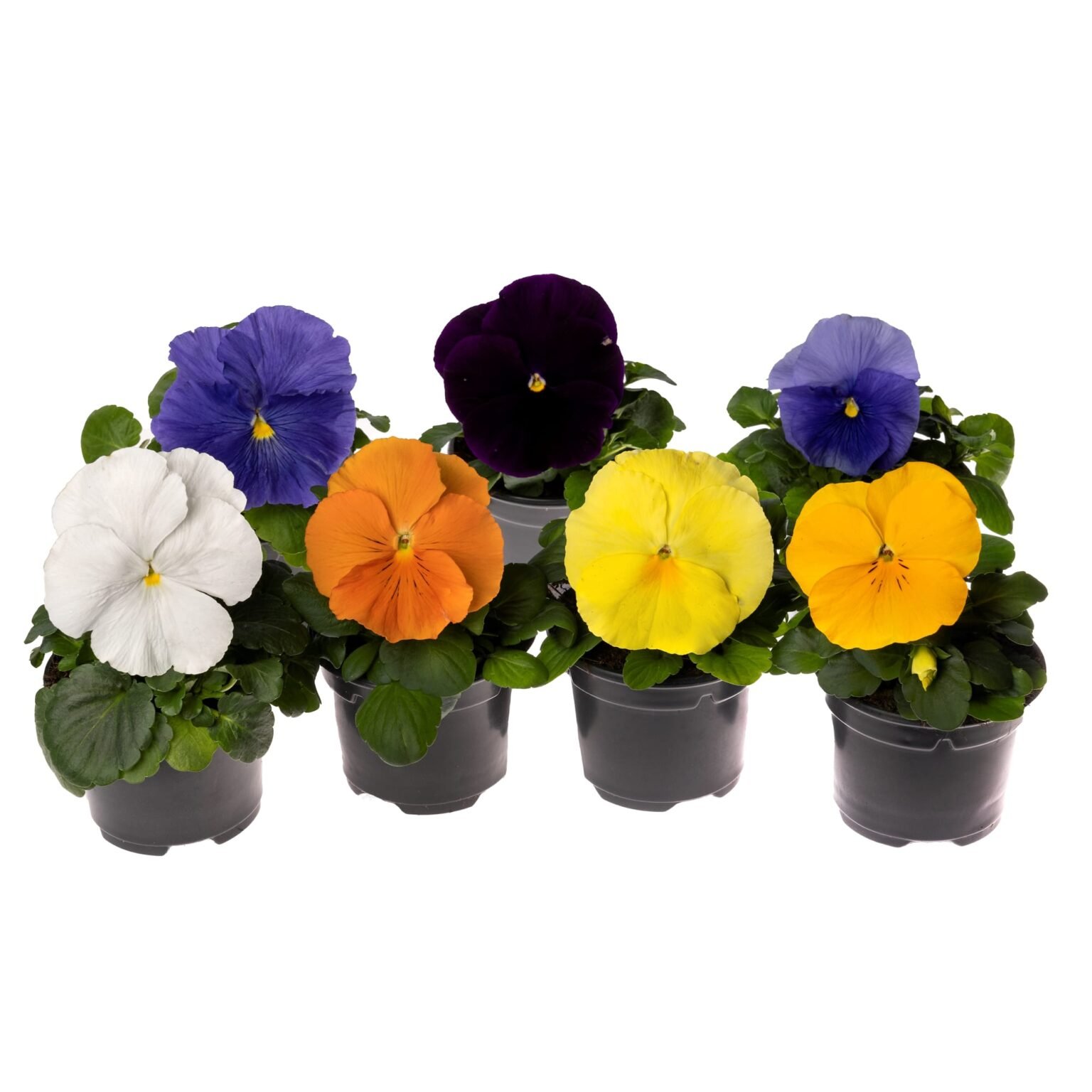 Pansy Delta Pro All Colors Mix 1k Syngenta – Bhagat Seeds