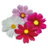 cosmos bipinnatus casanova mix 1k benary – Bhagat Seeds